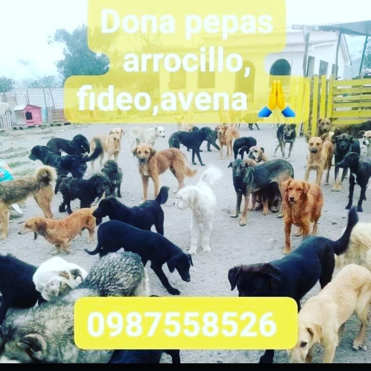 Quito: envenenaron a perritos de la Fundación Peludos Rescate Animal ...