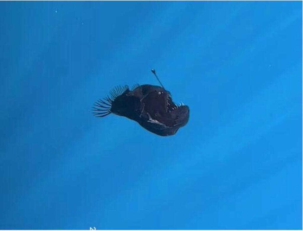 ¿Es un mal presagio el avistamiento de un pez diablo negro? Mitos y ...