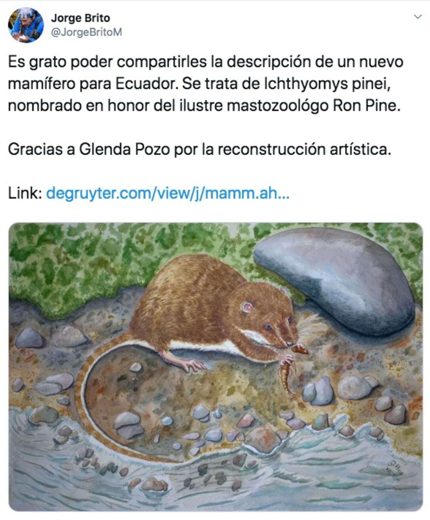 Investigadores de Ecuador y Argentina descubren una nueva especie de ...