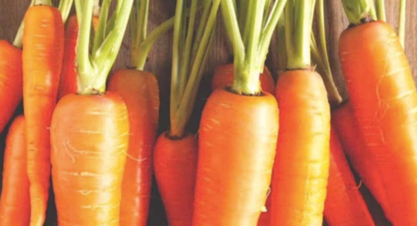 5 verduras saludables que siempre debes de consumir – Metro Ecuador