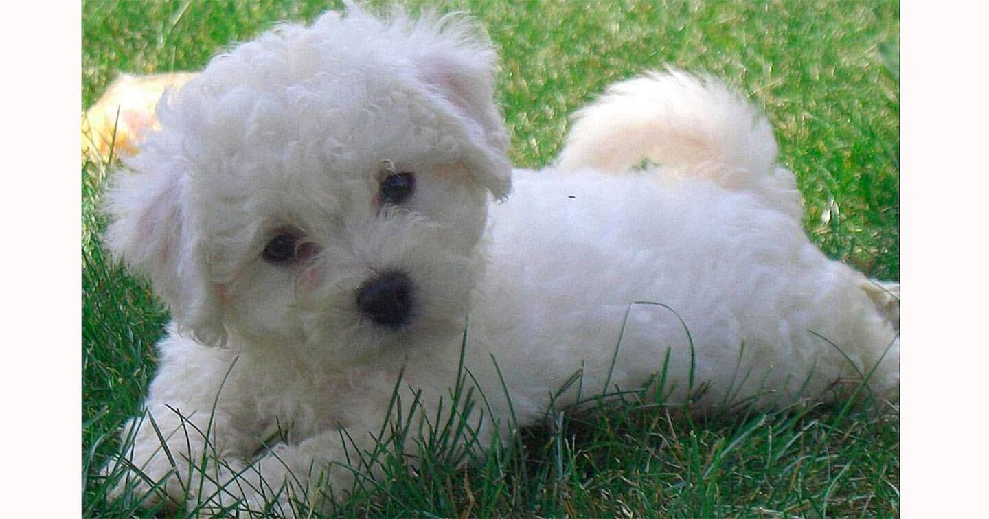 Estas son las razas de perros ideales para personas de la tercera edad ...