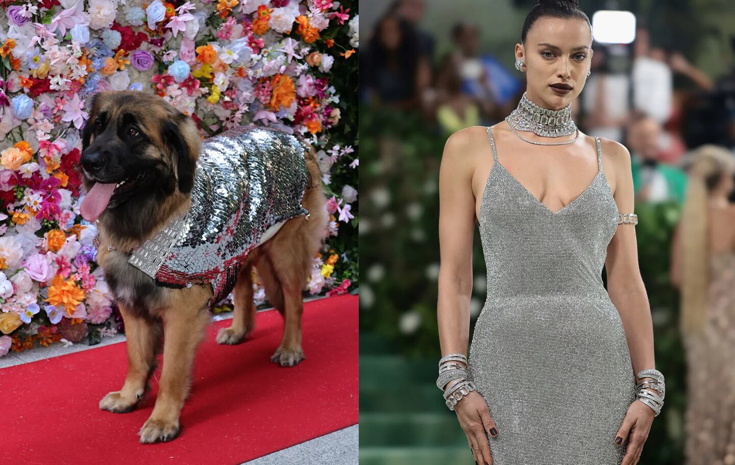 “Pet Gala”: el desfile de modas en mascotas – Metro Ecuador