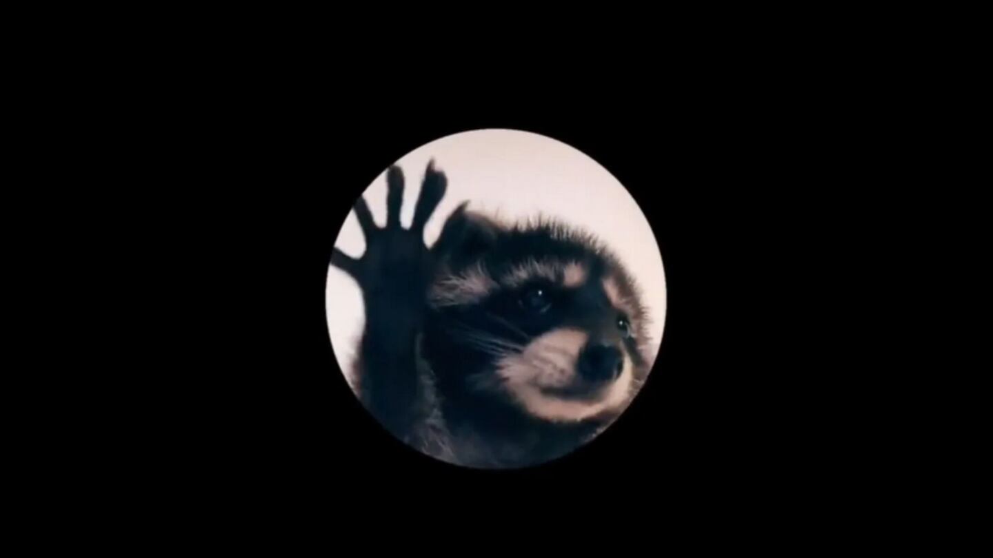 Lo que no sabías del mapache de “Pedro, Pedro,Pedro”: este es su origen ...